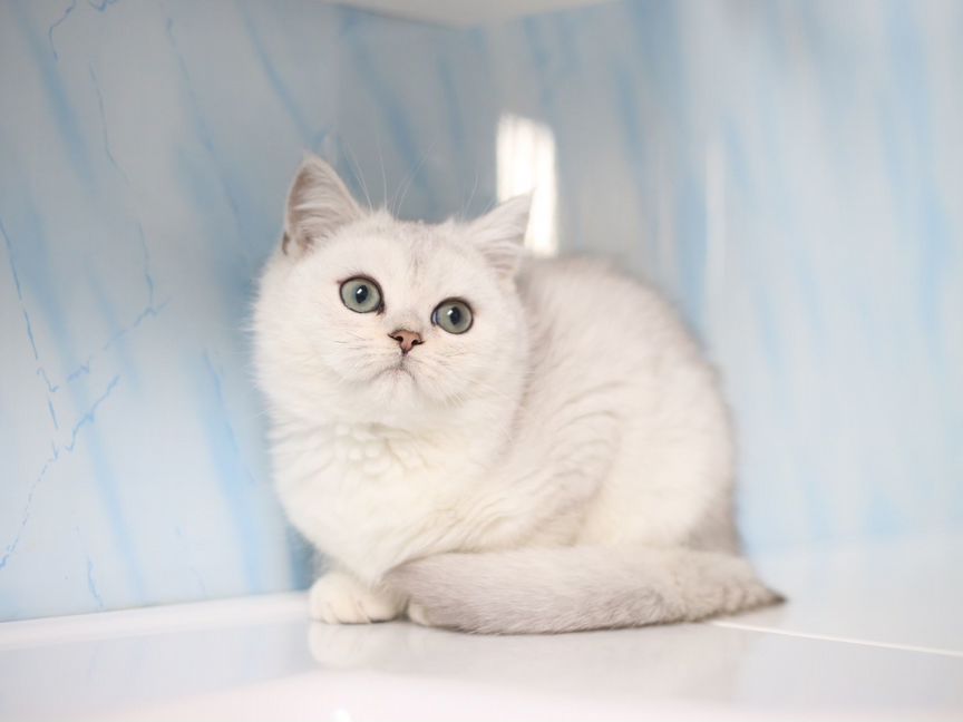 Британская серебристая шиншилла