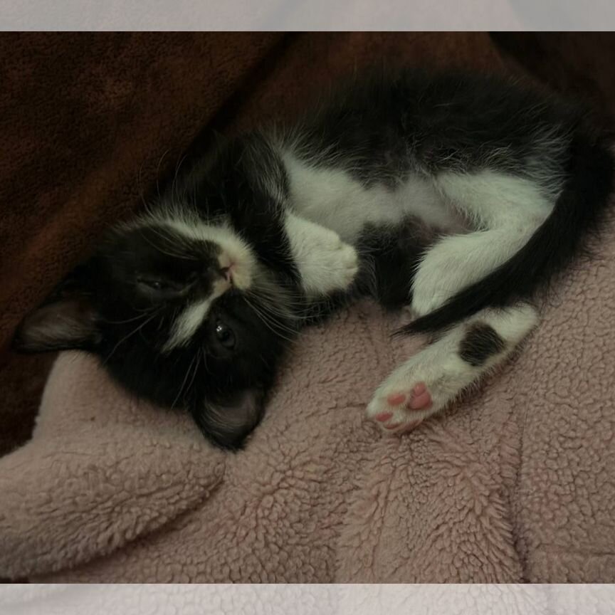 Котёнок в добрые руки