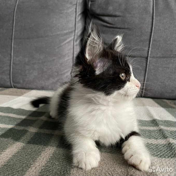 Котёнок Триша в добрые руки