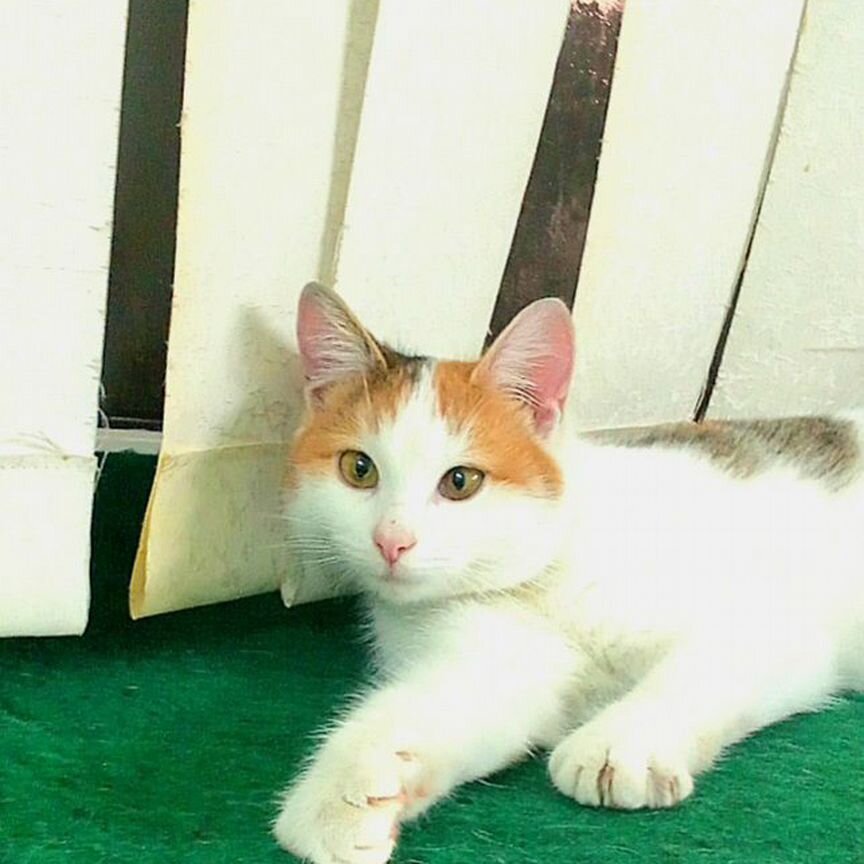Ласковая кошечка Кассандра