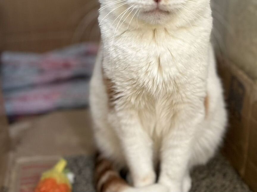 Котику сиротке очень нужен дом
