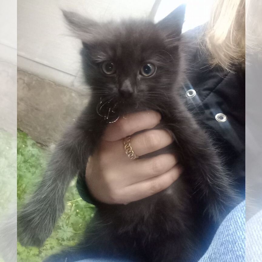Котёнок в добрые руки