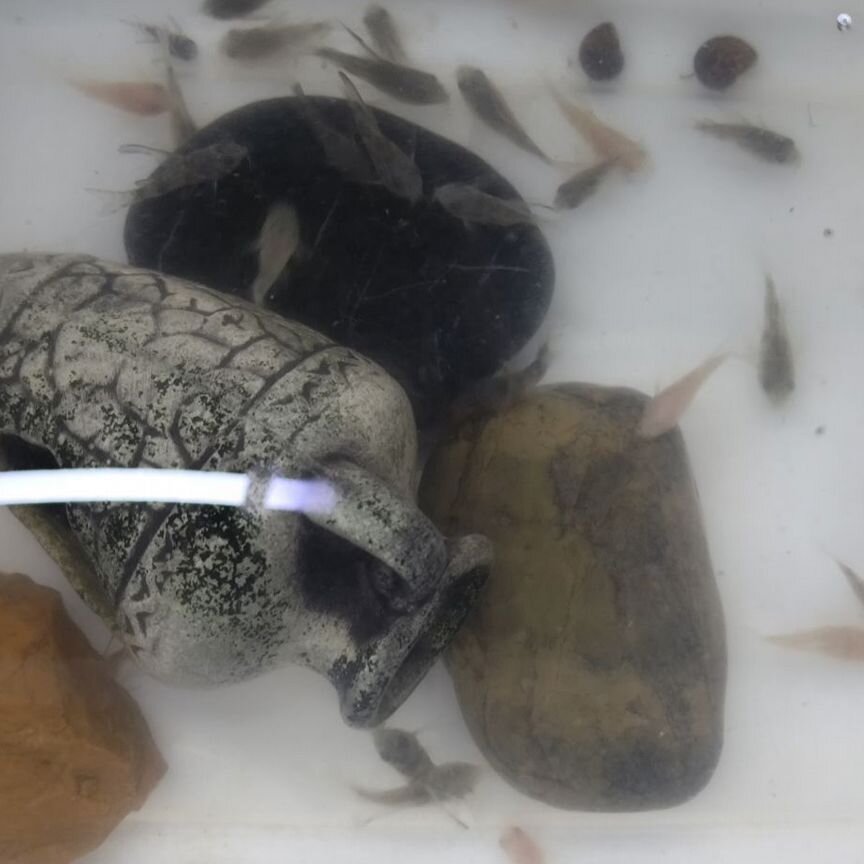 Малыши крапчатых сомиков(коридорас)