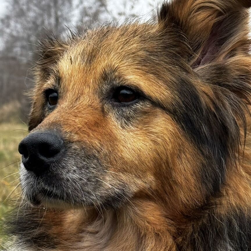 Взрослая собака в добрые руки