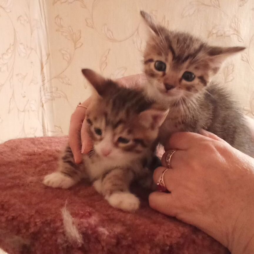 Котята в добрые руки 1,5 месяцев