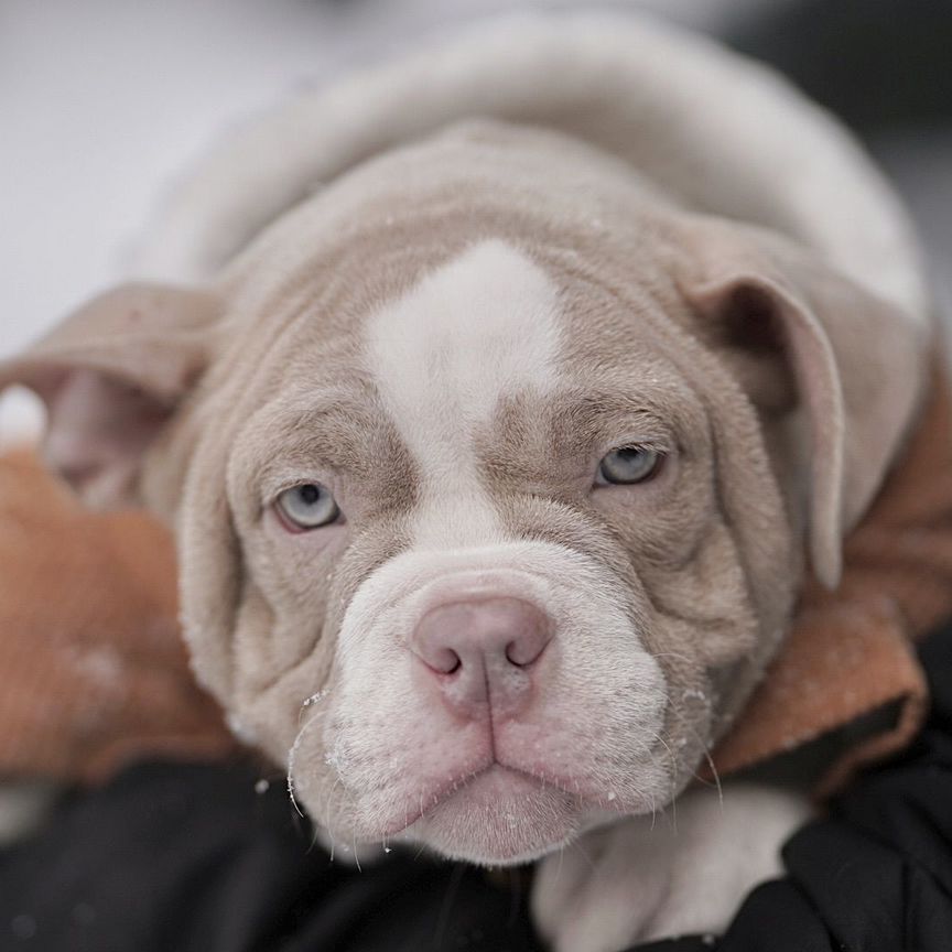 Мальчик американский булли