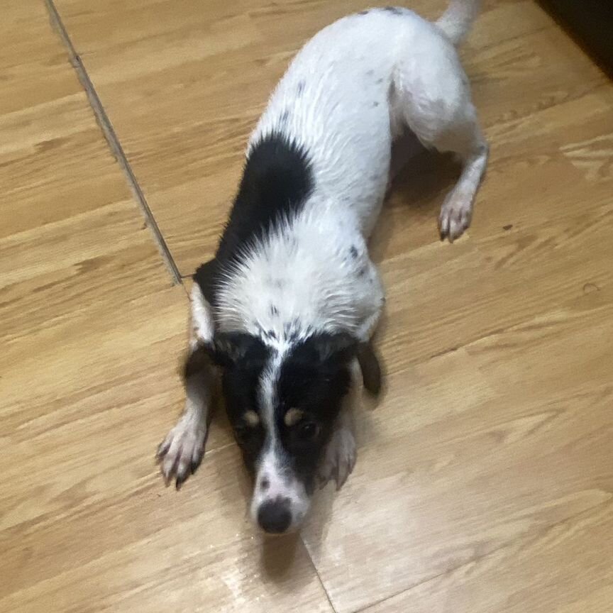 Взрослая собака в добрые руки