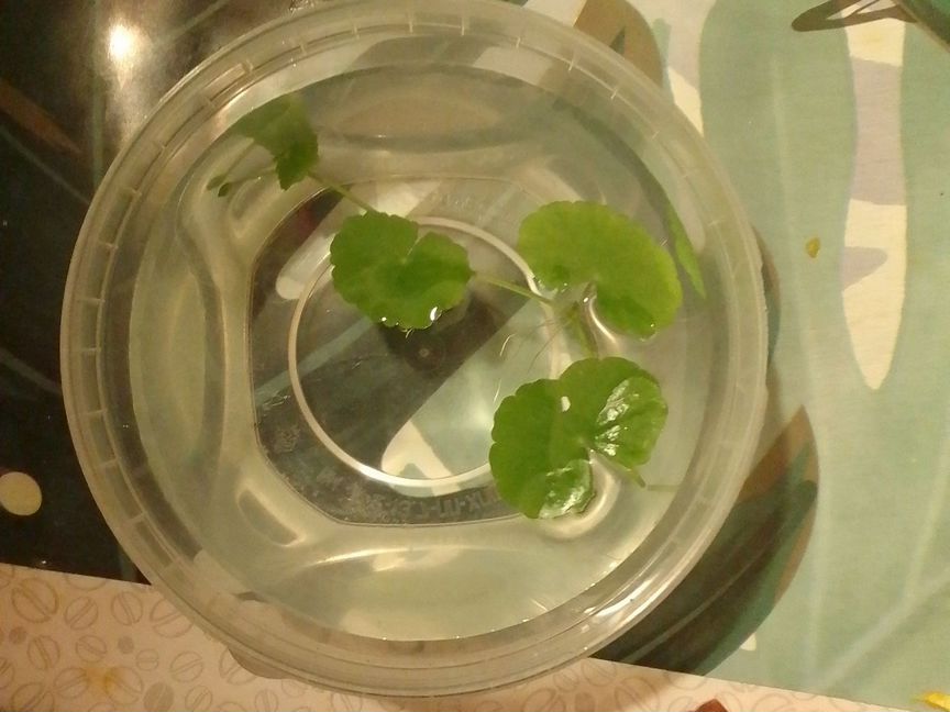 Аквариумное растения гидрокотила белоголовая