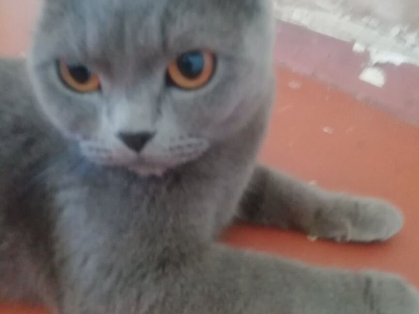 Сероголубая кошечка