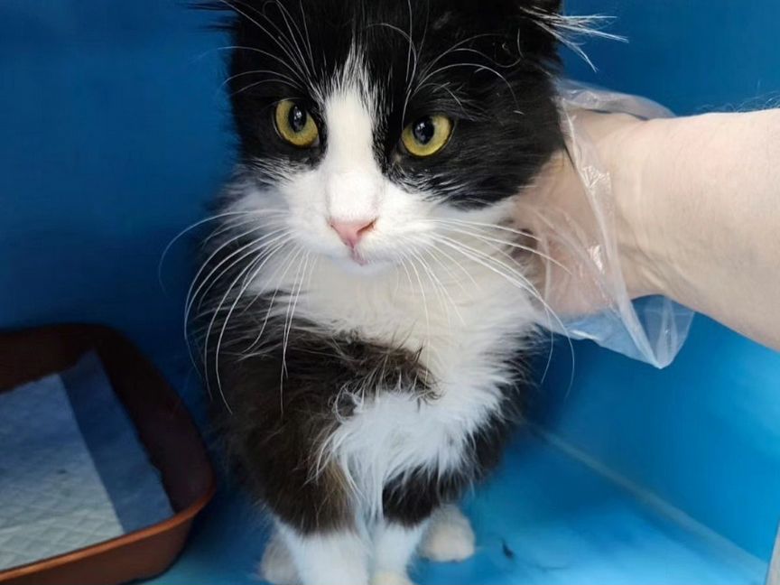 Вислоухий котенок подросток в добрые руки