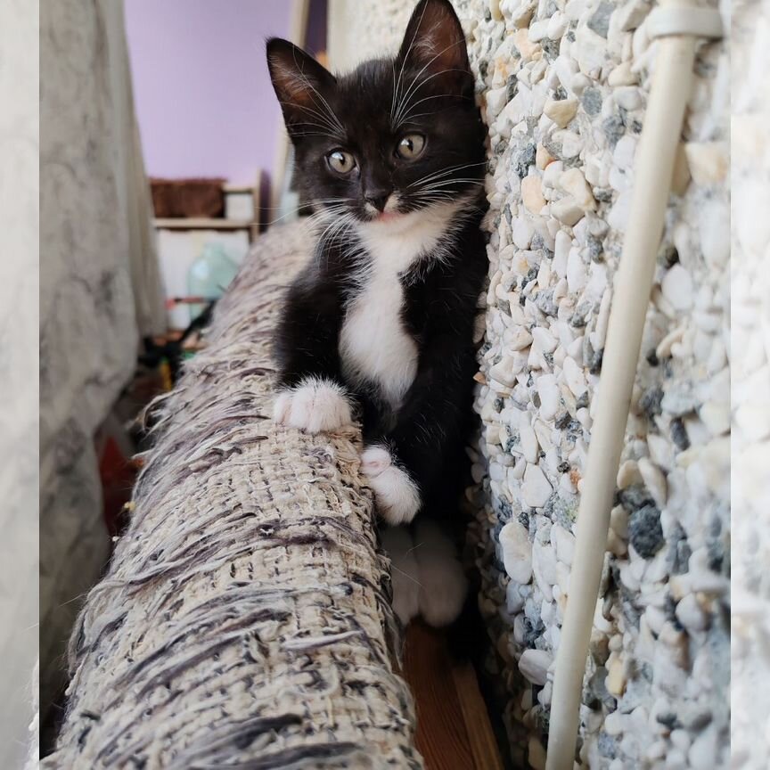 Сибирский котёнок