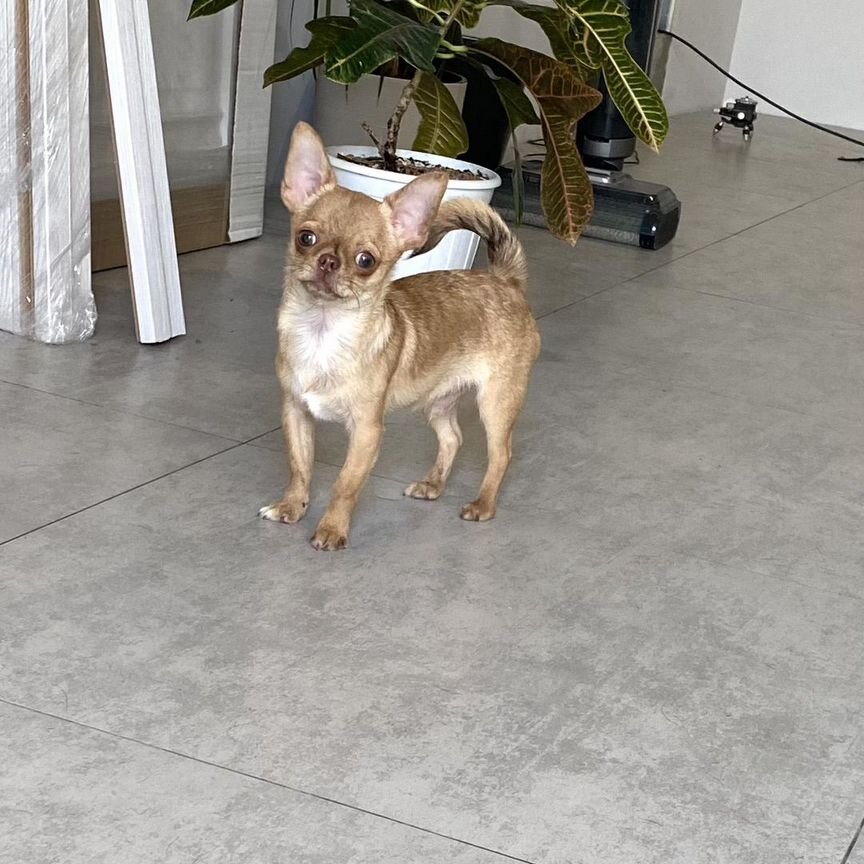 Чихуахуа мини щенки