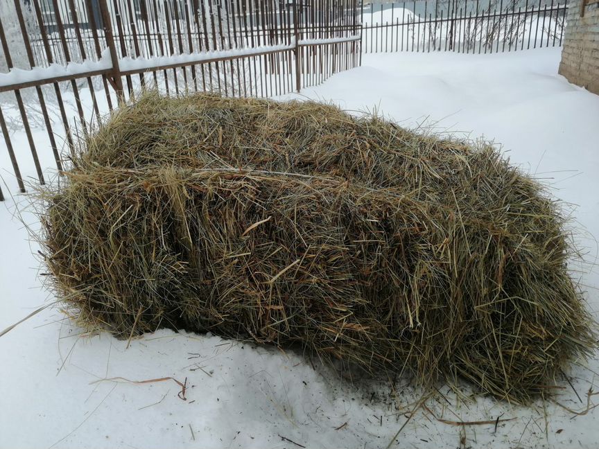 Сено в тюках