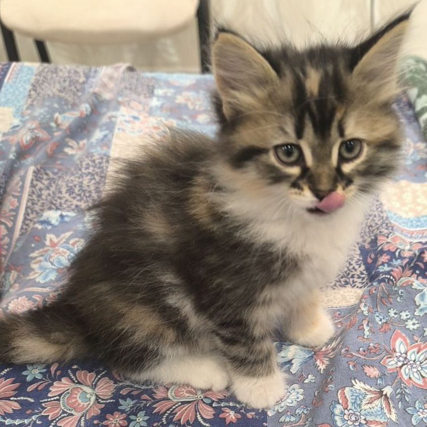 Котёнок в добрые руки