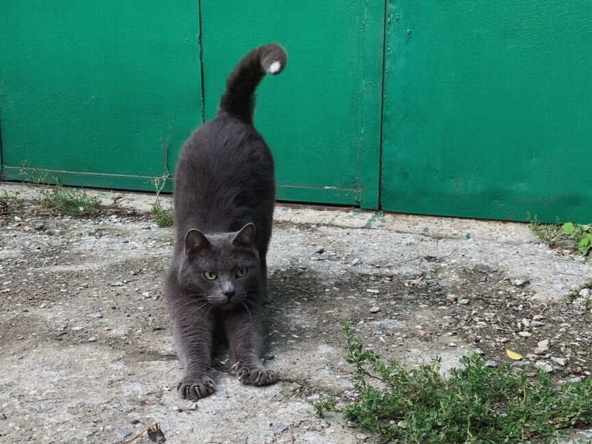 Кот