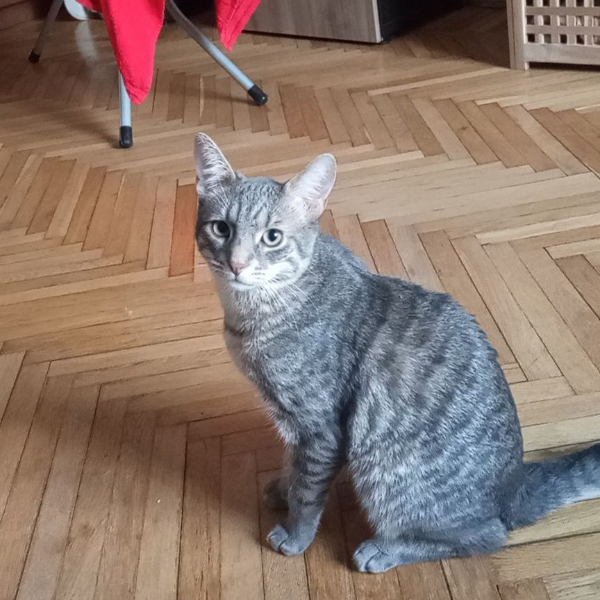 Кот, готовый для вязки. Кот ищет кошечку