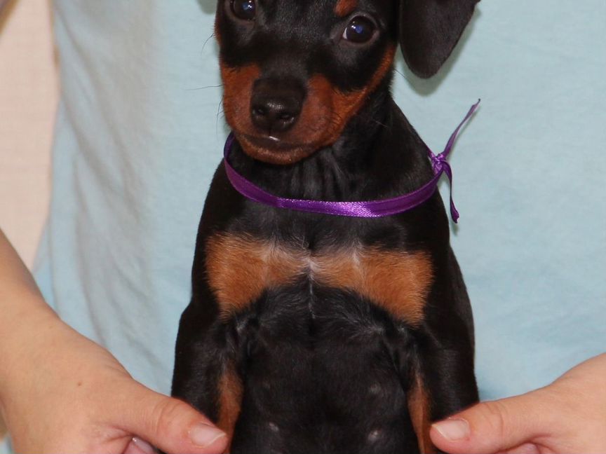 Щенки Цверга г.Новоуральск