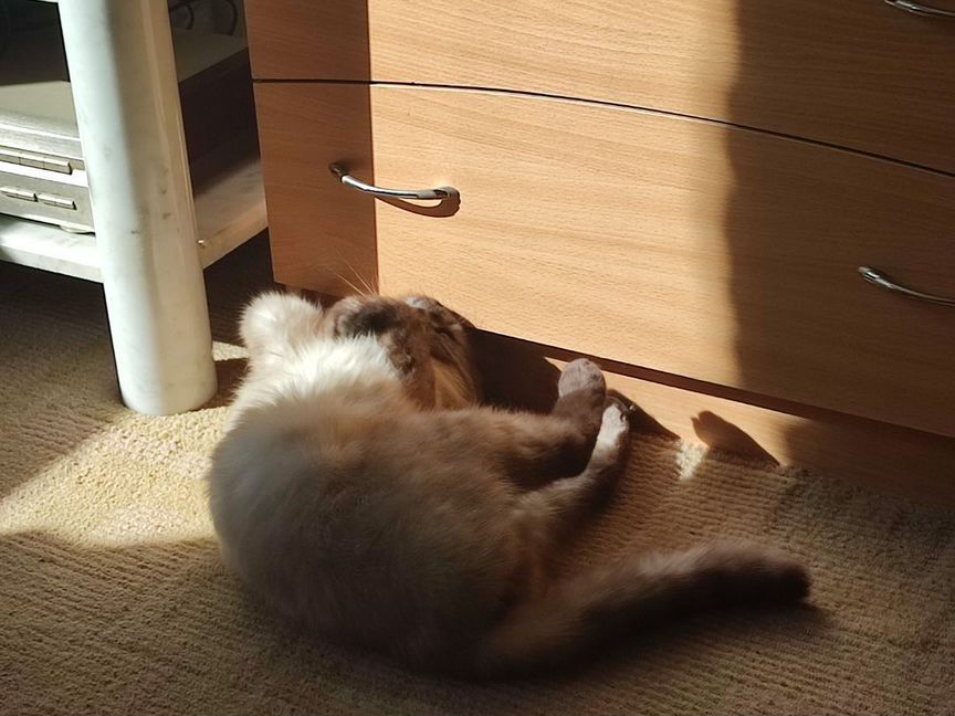 Кот в добрые руки