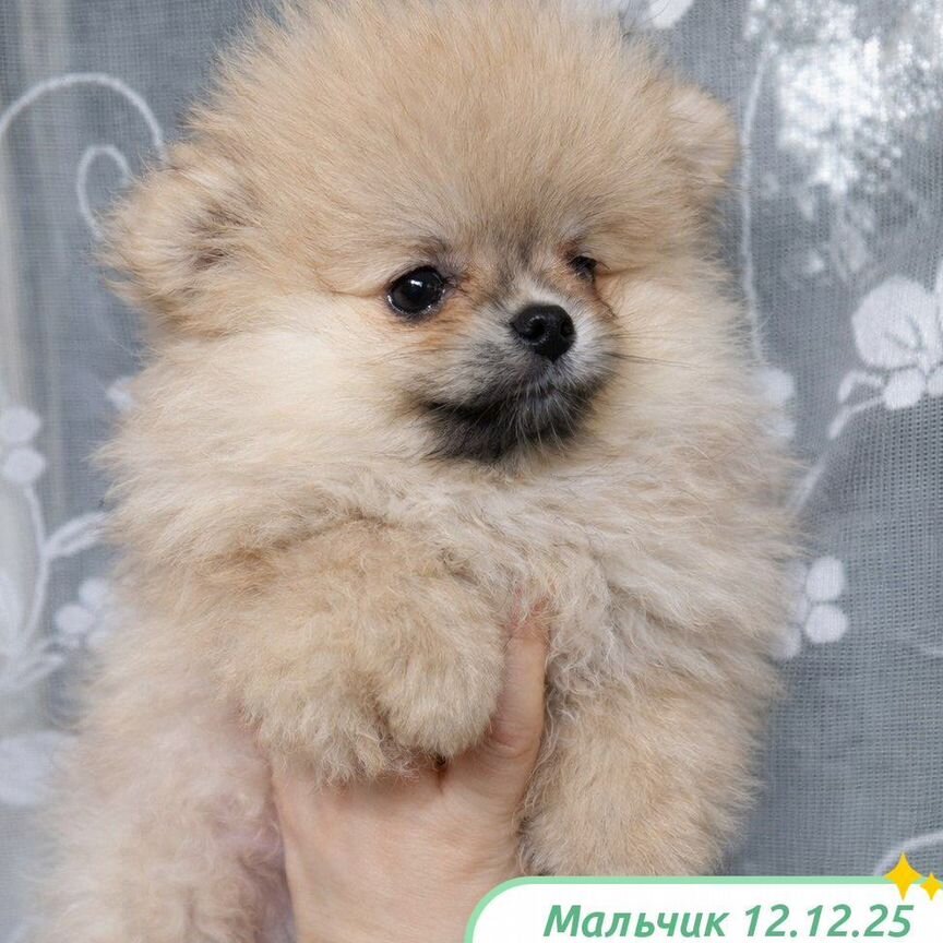 Померанский шпиц, щенок