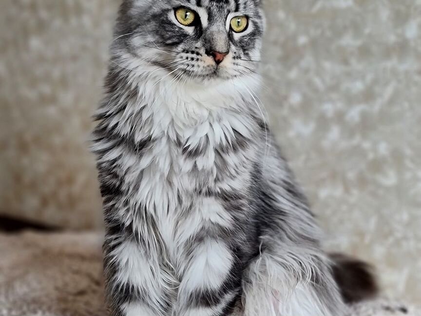 Котята Мейн-кун 8-10 мес