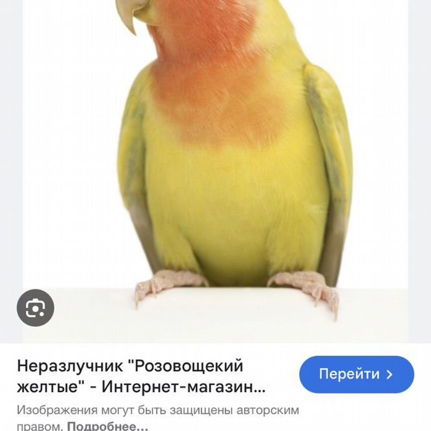 Попугай неразлучник