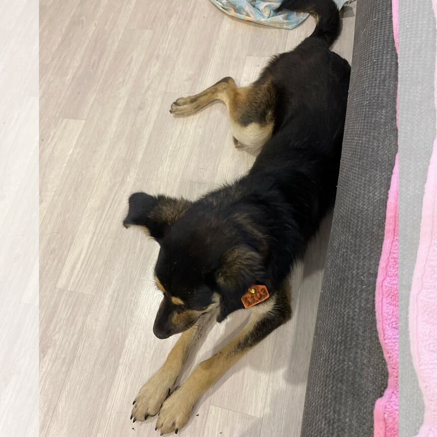 Взрослая собака в добрые руки