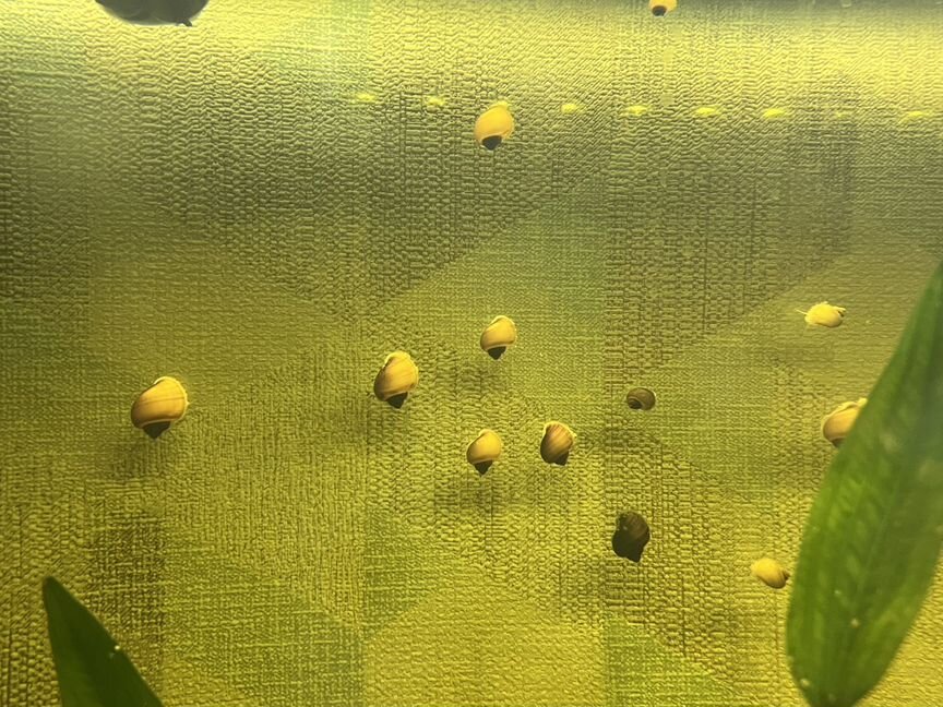 Улитки ампулярии