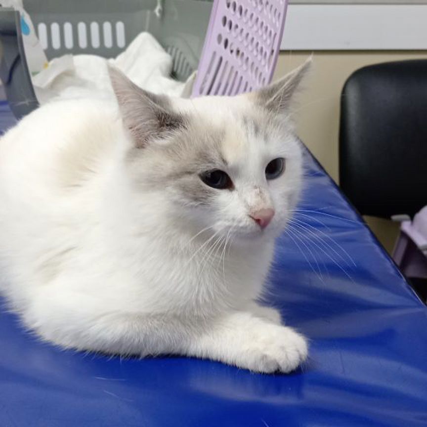 Буся ищет дом