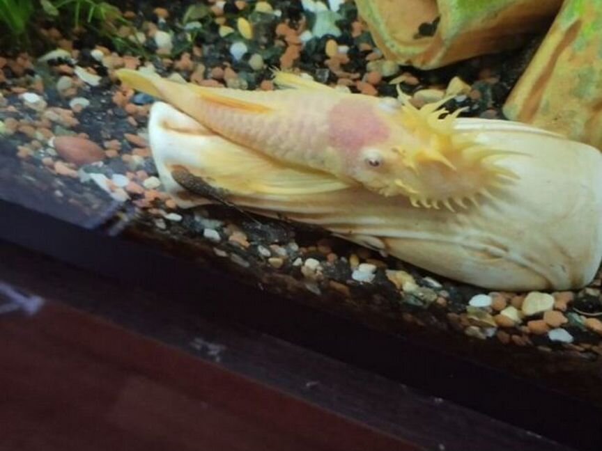 Анциструс сомики