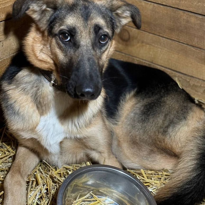 Собака в добрые руки