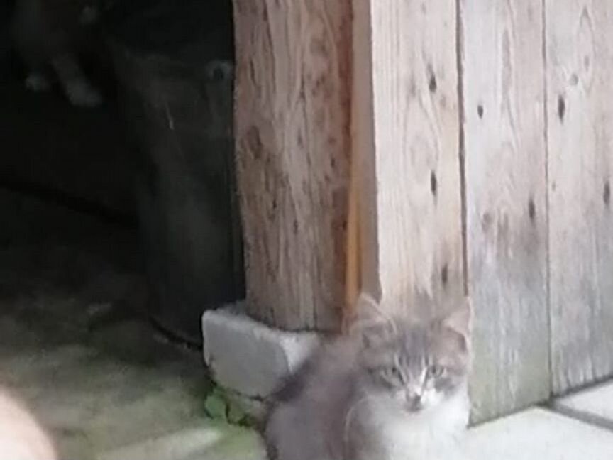 Котята 3 месяца