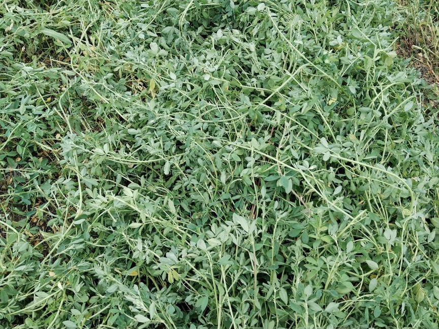 Сено люцерны