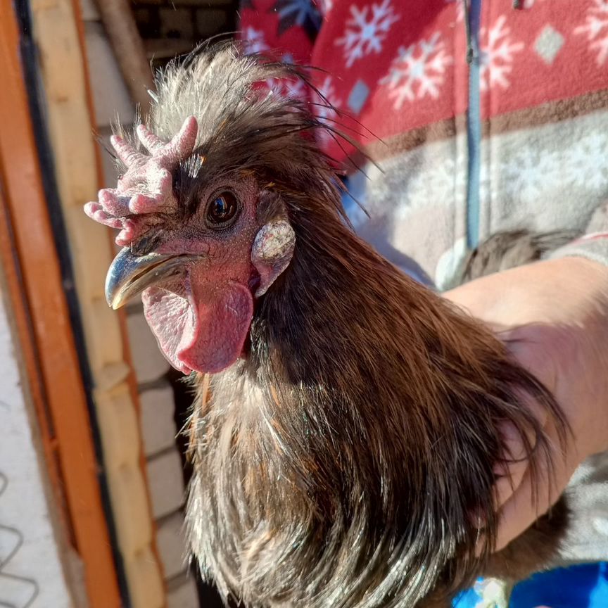 Декоративные куры