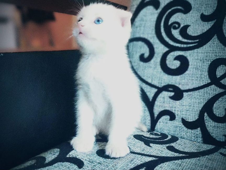 Шотландский котенок