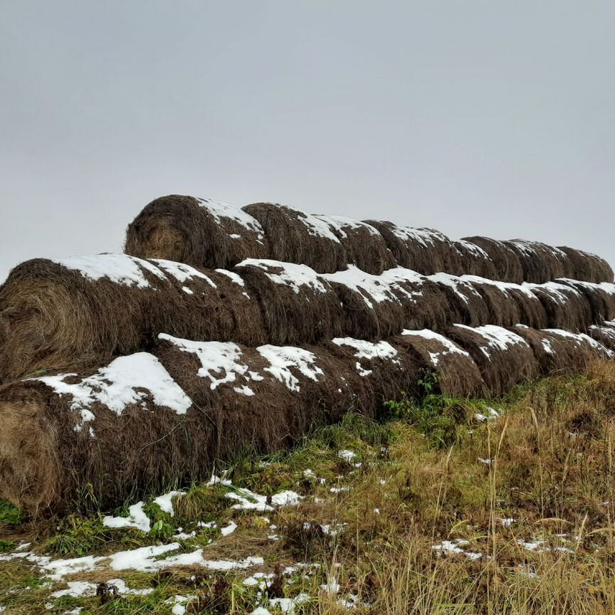 Продам сено в рулонах