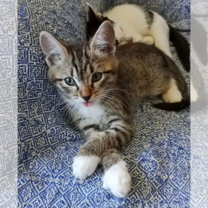 Котёнок в добрые руки