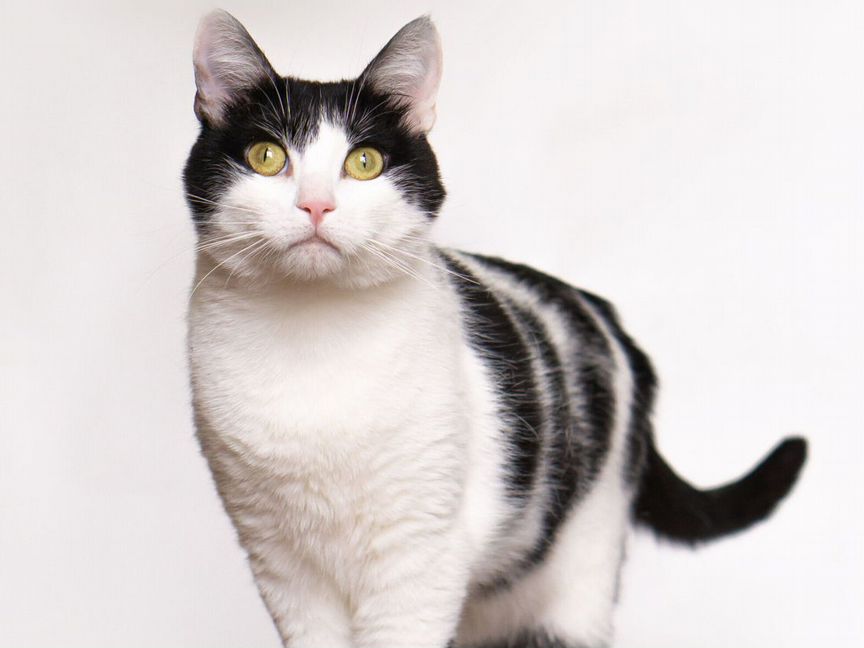 Шахматная королева Нюша в добрые руки