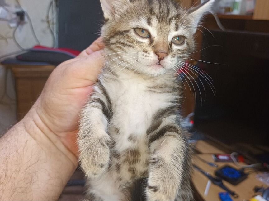 Кошка в дар бесплатно