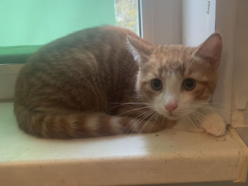 Овжннтеиц котенок Мотя