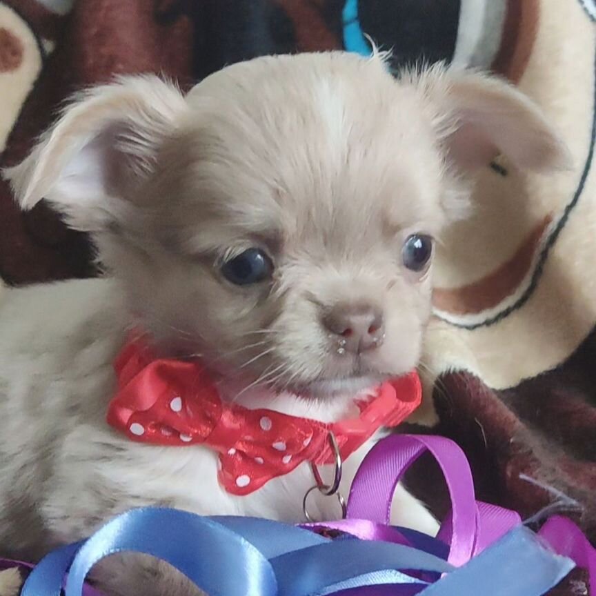 Элитный для избранных