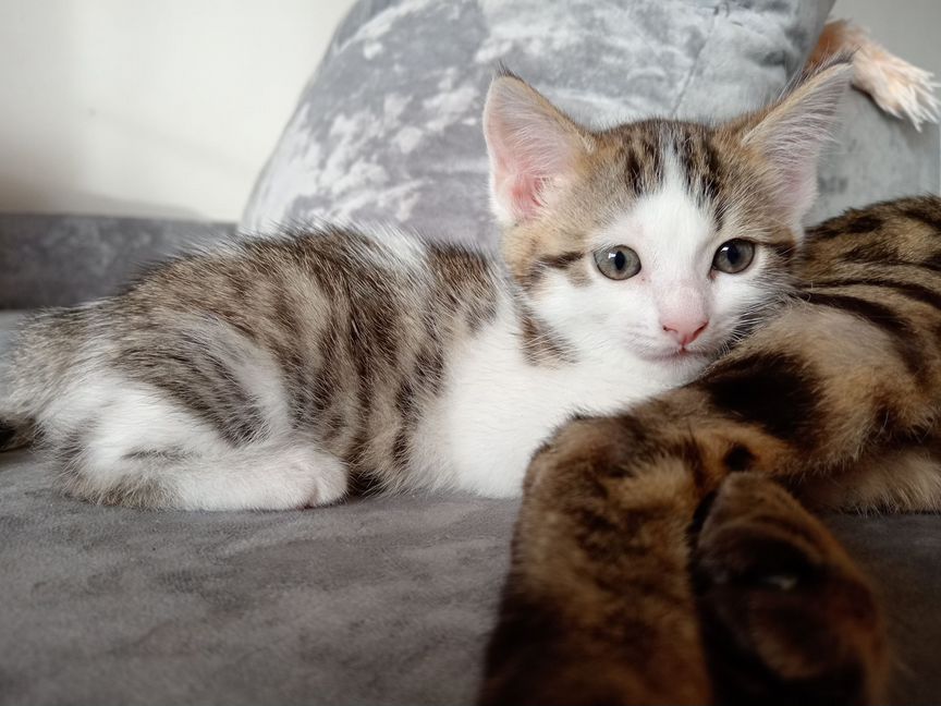 Котенок в добрые руки