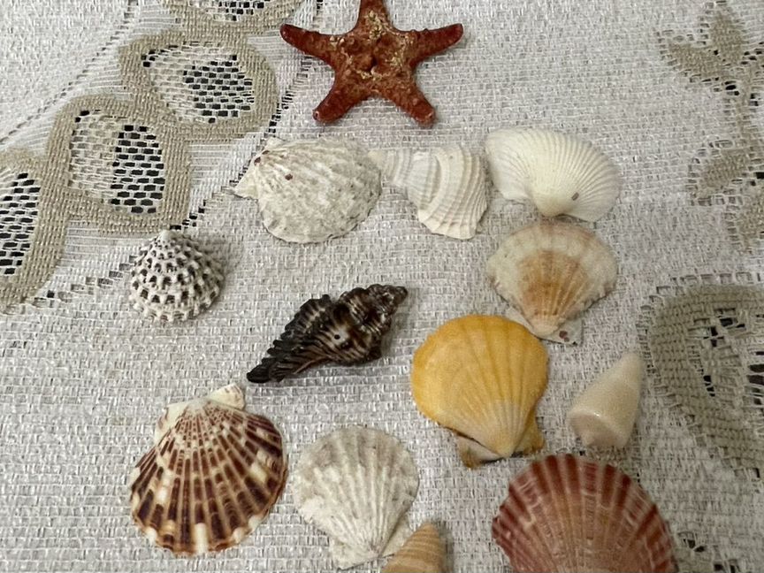 Морские ракушки раковины