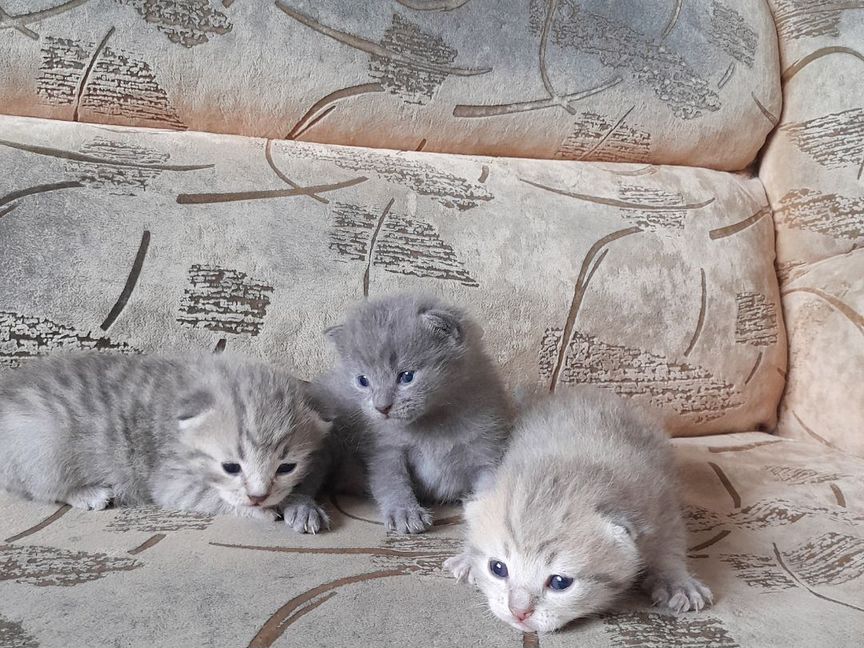 Британские вислоухие котята