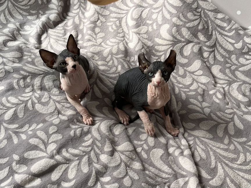 Канадский сфинкс