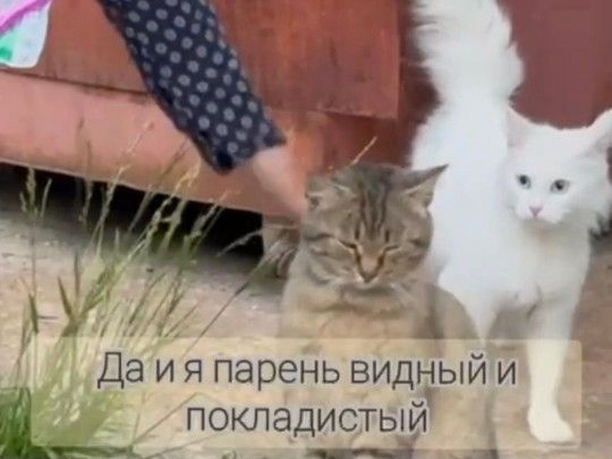 Белая кошка и полосатый кот