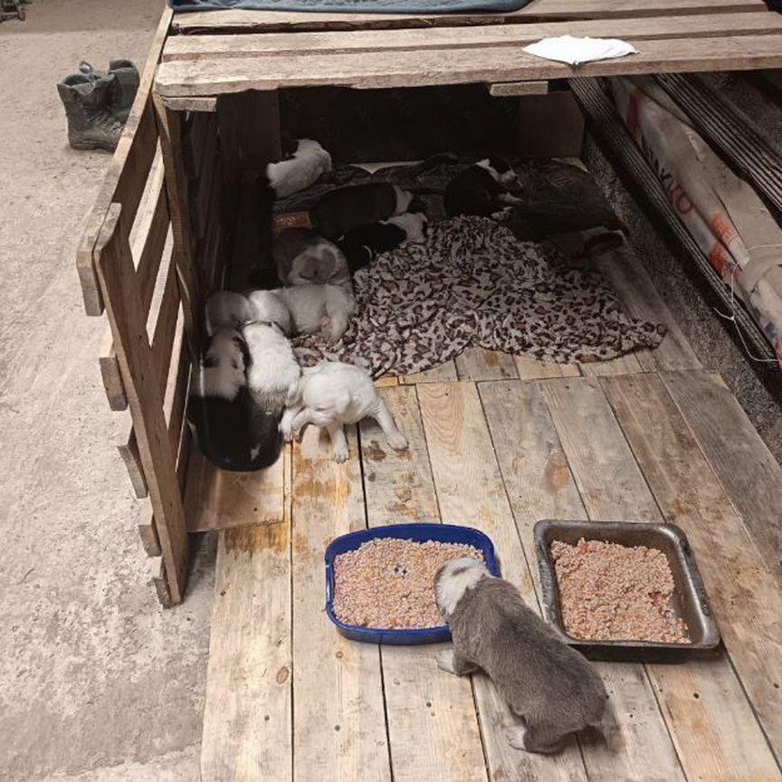 Щенок от частного владельца