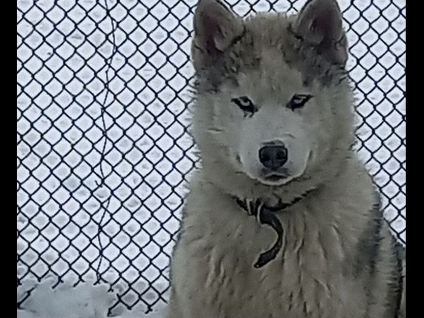 Отдам в добрые руки хаски