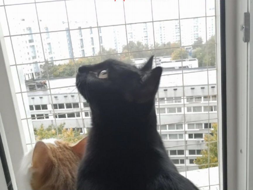 Решетки антикошка От выпадения