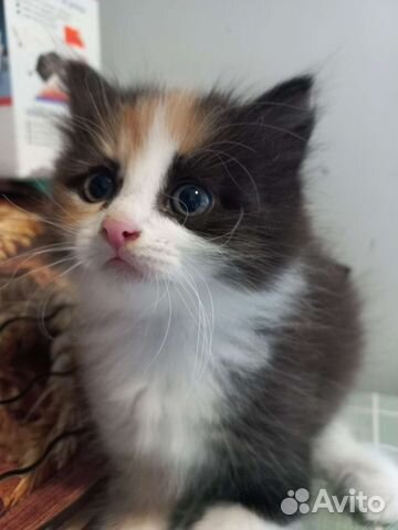 Котёнок с дефектом передних лап