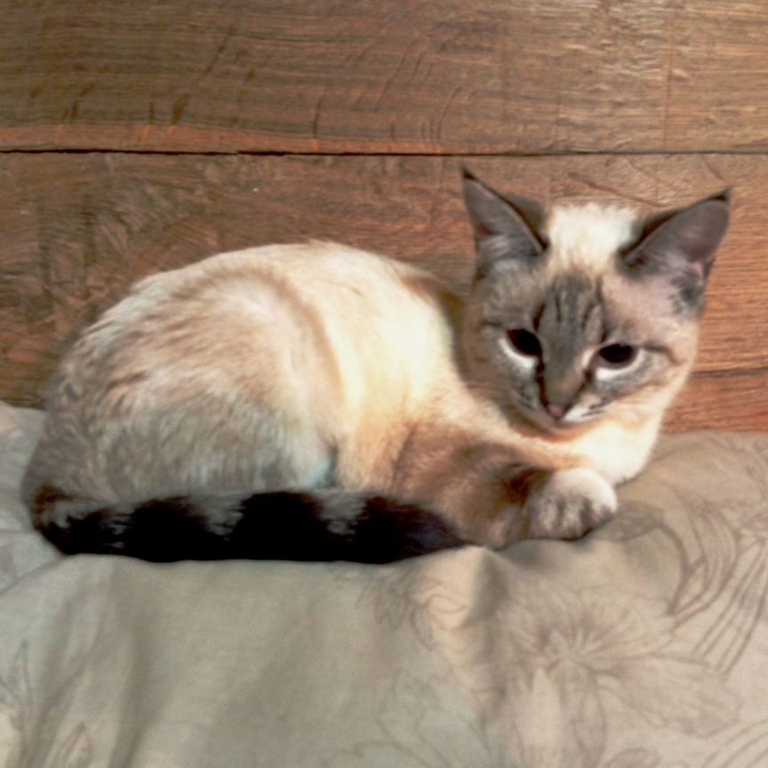 Сиамский котёнок